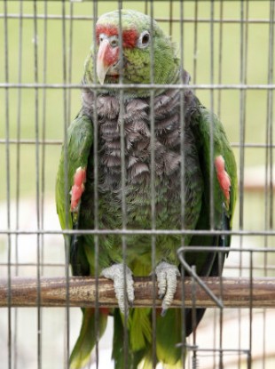Parrot arrested as accessory to drug cartel · The Daily Edge
