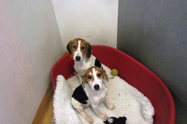 Is The Beagle Harrier Legal In Ireland